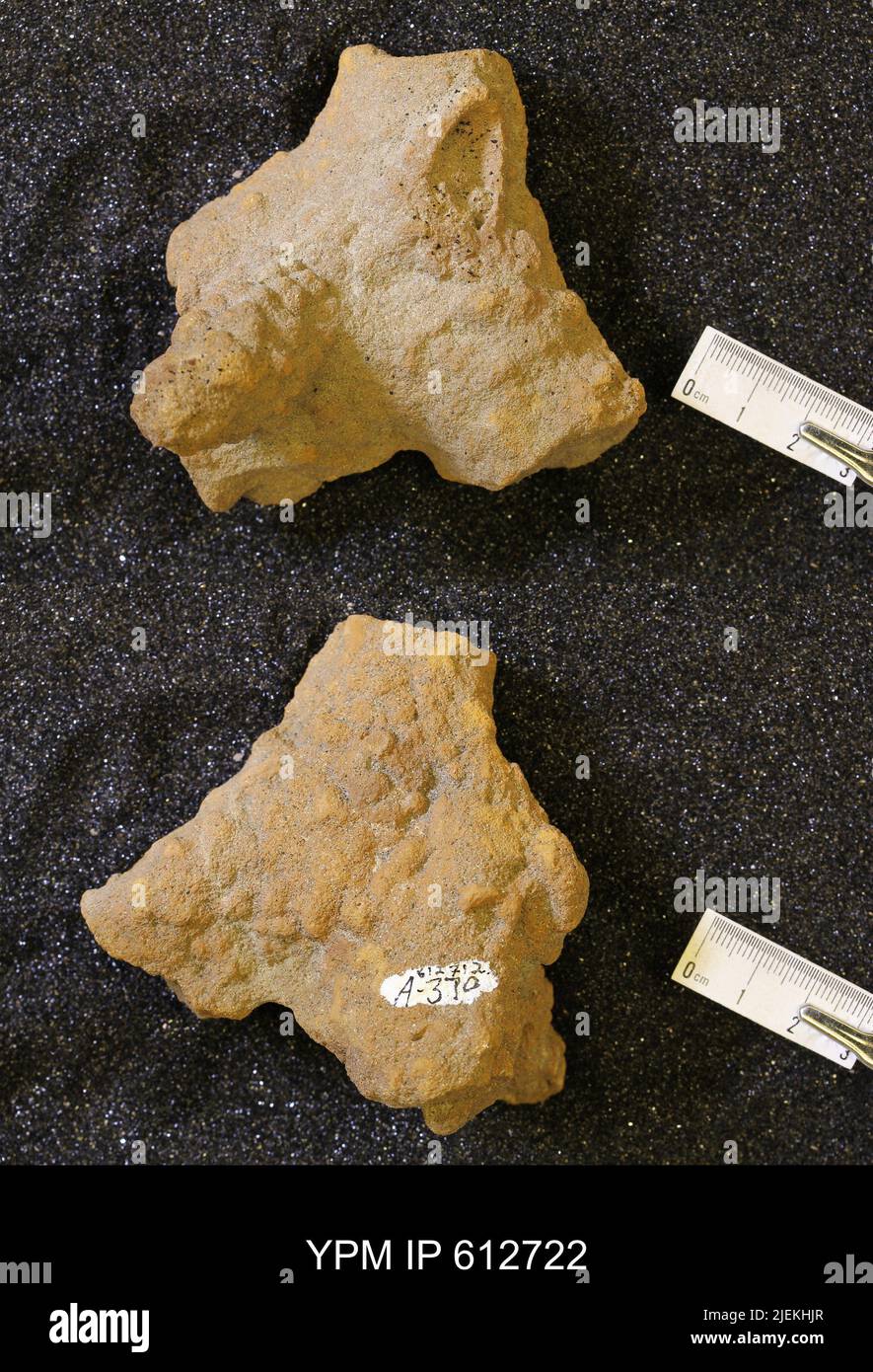 Ophiomorpha nodosa ichnofossil hi-res stock photography and images - Alamy