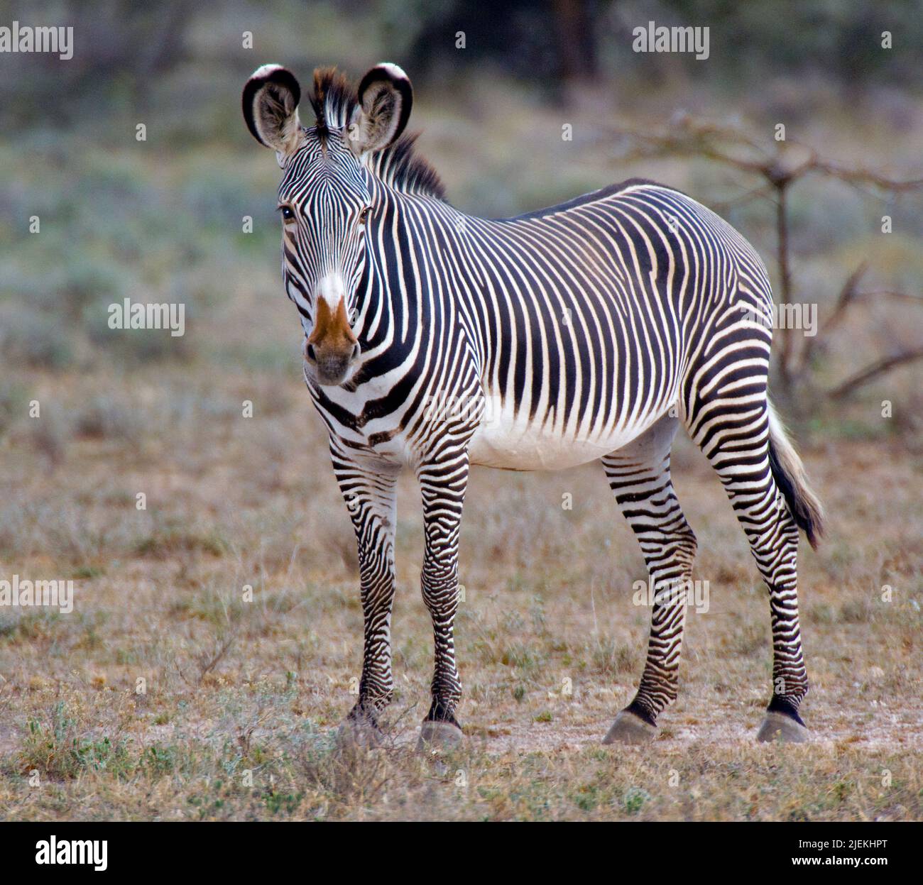 Truet dyreart hi-res stock photography and images - Alamy