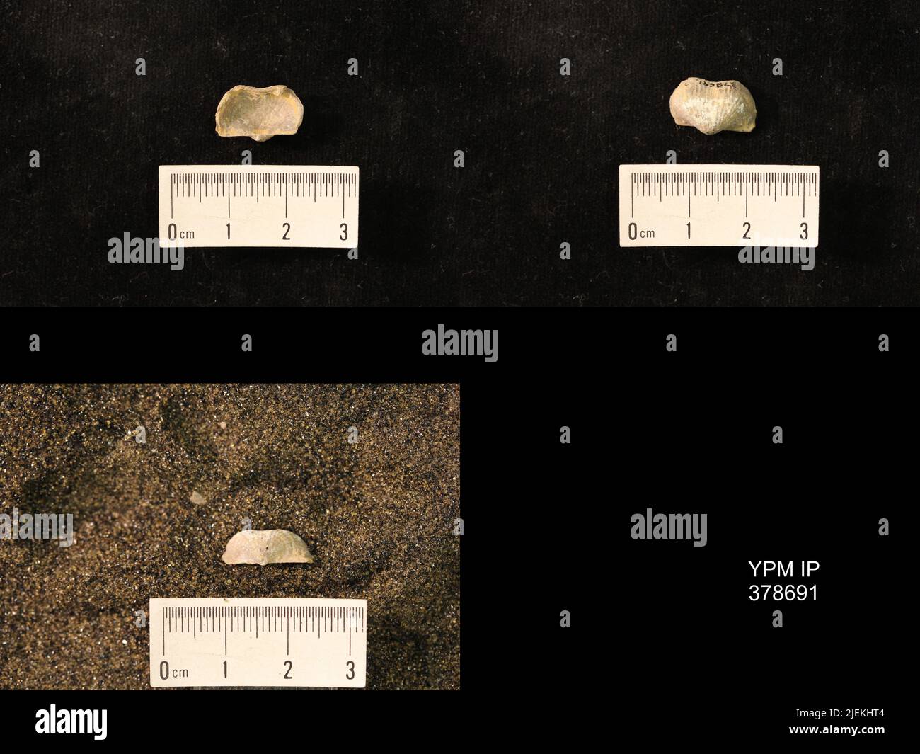 Marginifera wabashensis (Norwood & Pratten Stock Photo - Alamy