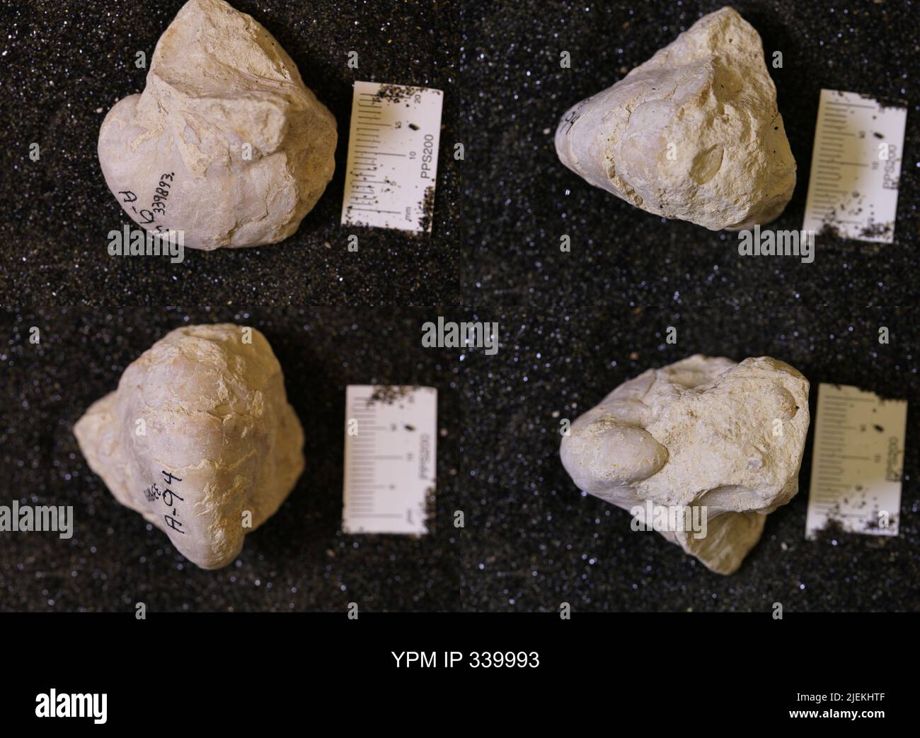 Gryphea washitaensis hill animalia hi-res stock photography and images ...