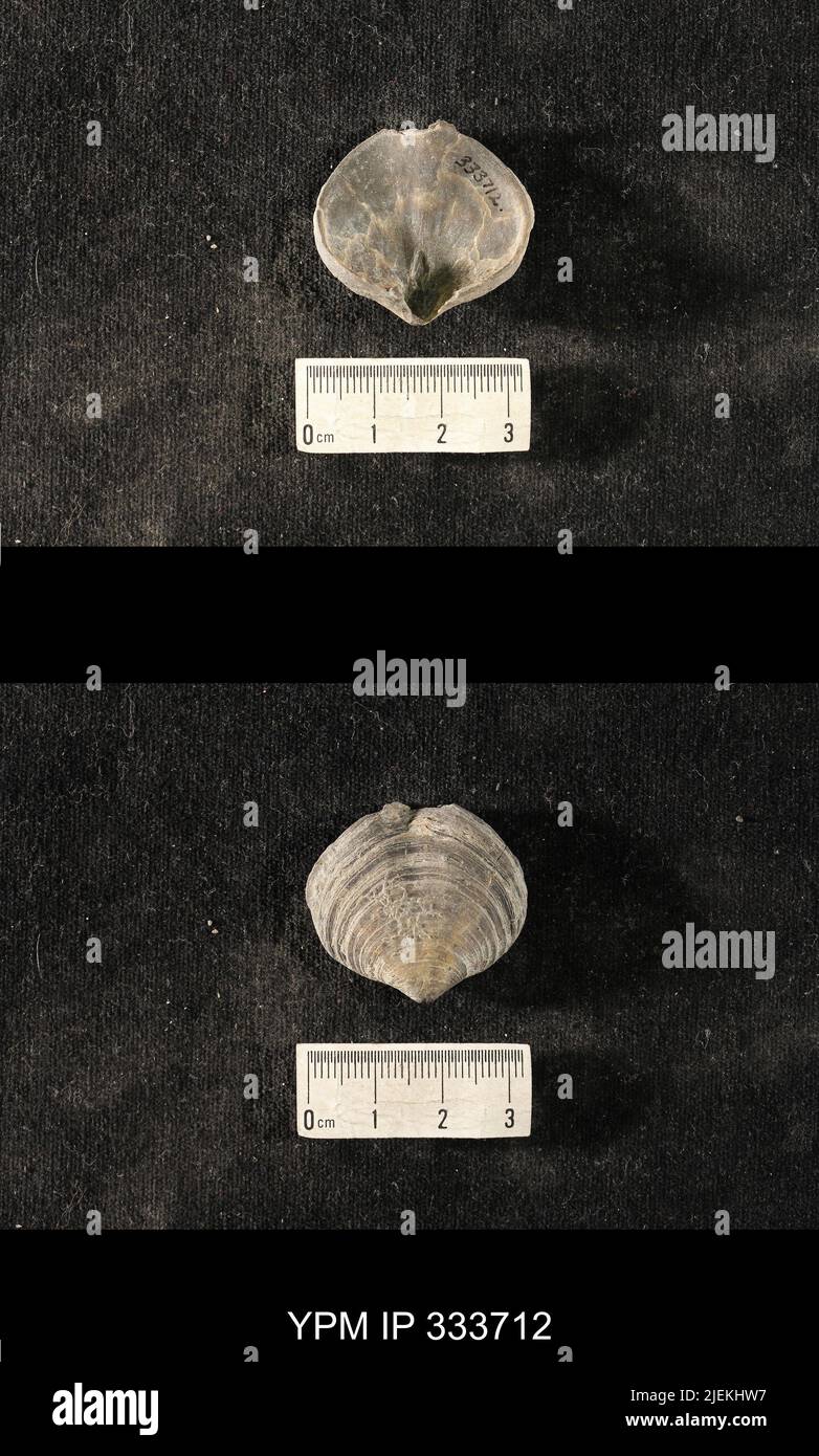 Athyris hi-res stock photography and images - Alamy
