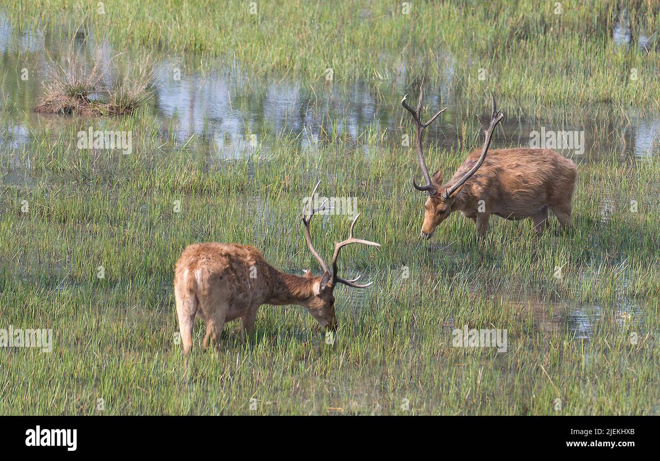 The rare and vulnerable Swamp Deer (Barasingha, Rucervus duvaucelii ...