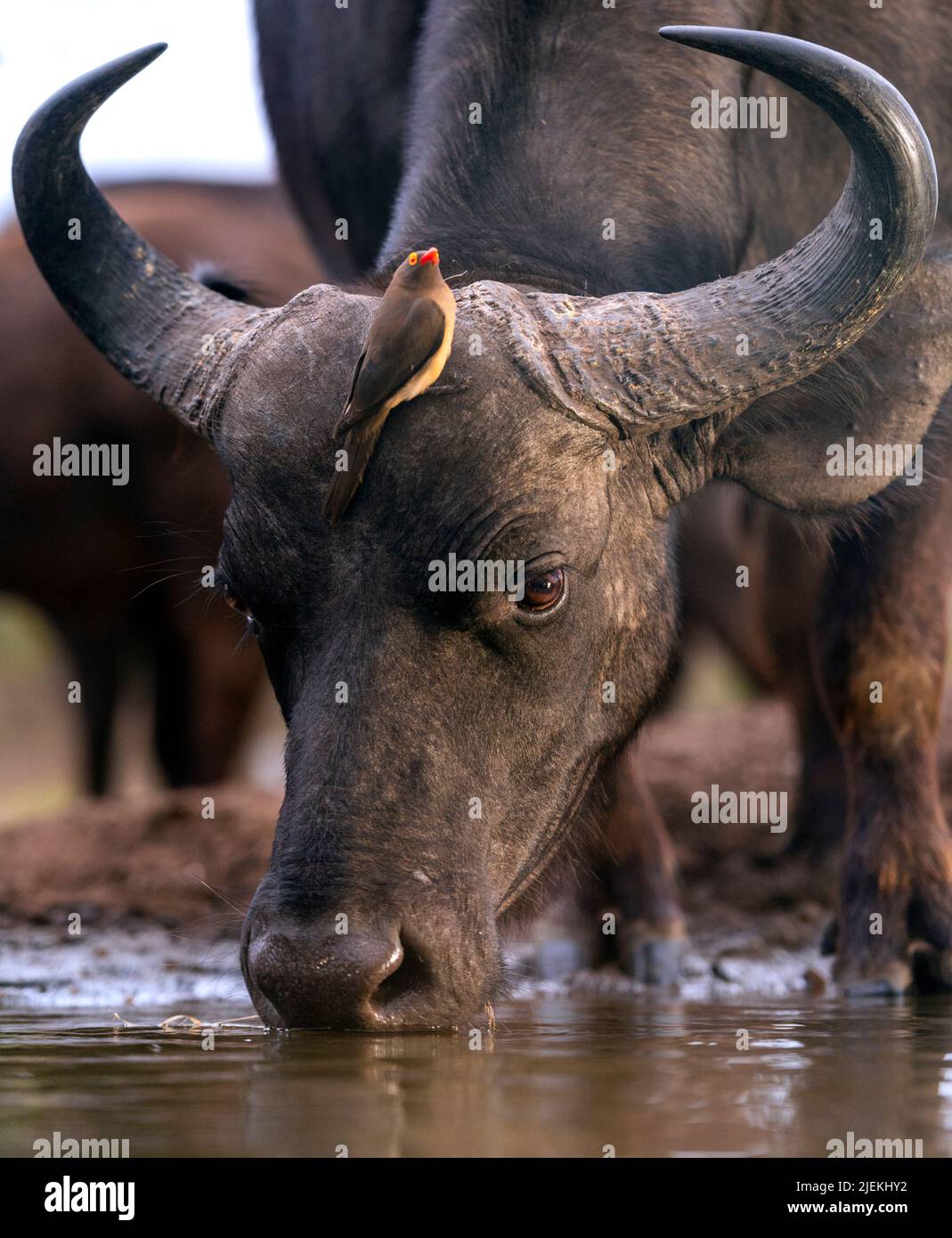 African buffalo with red-billed oxpecker drinking in Zimanga Privare ...