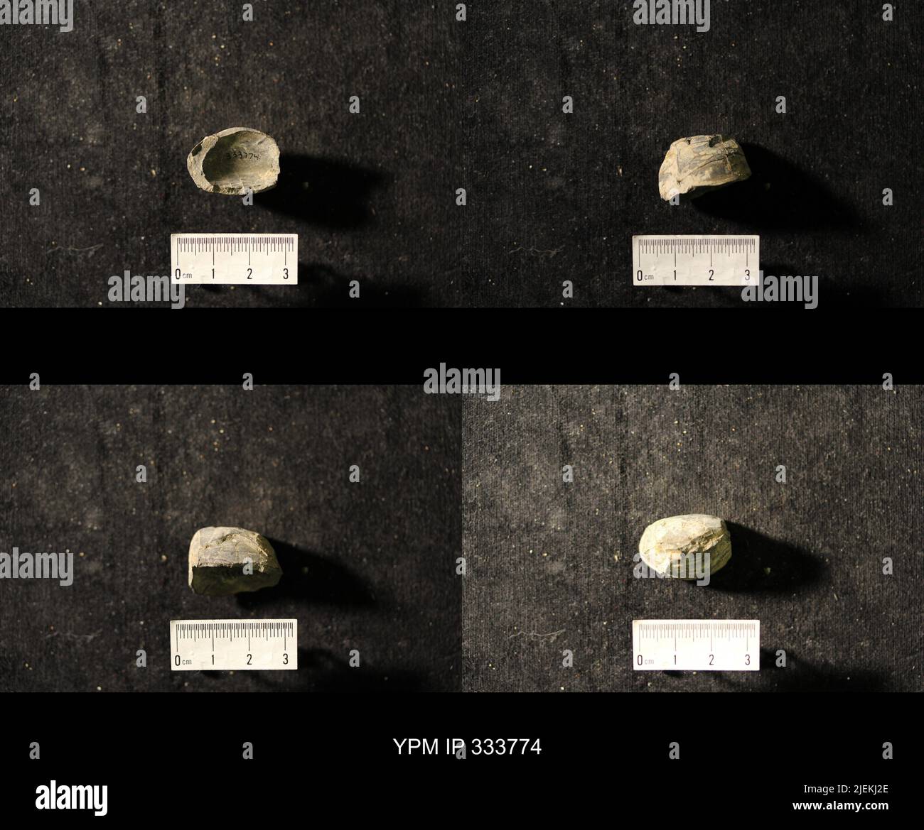 Belemnitida hi-res stock photography and images - Alamy