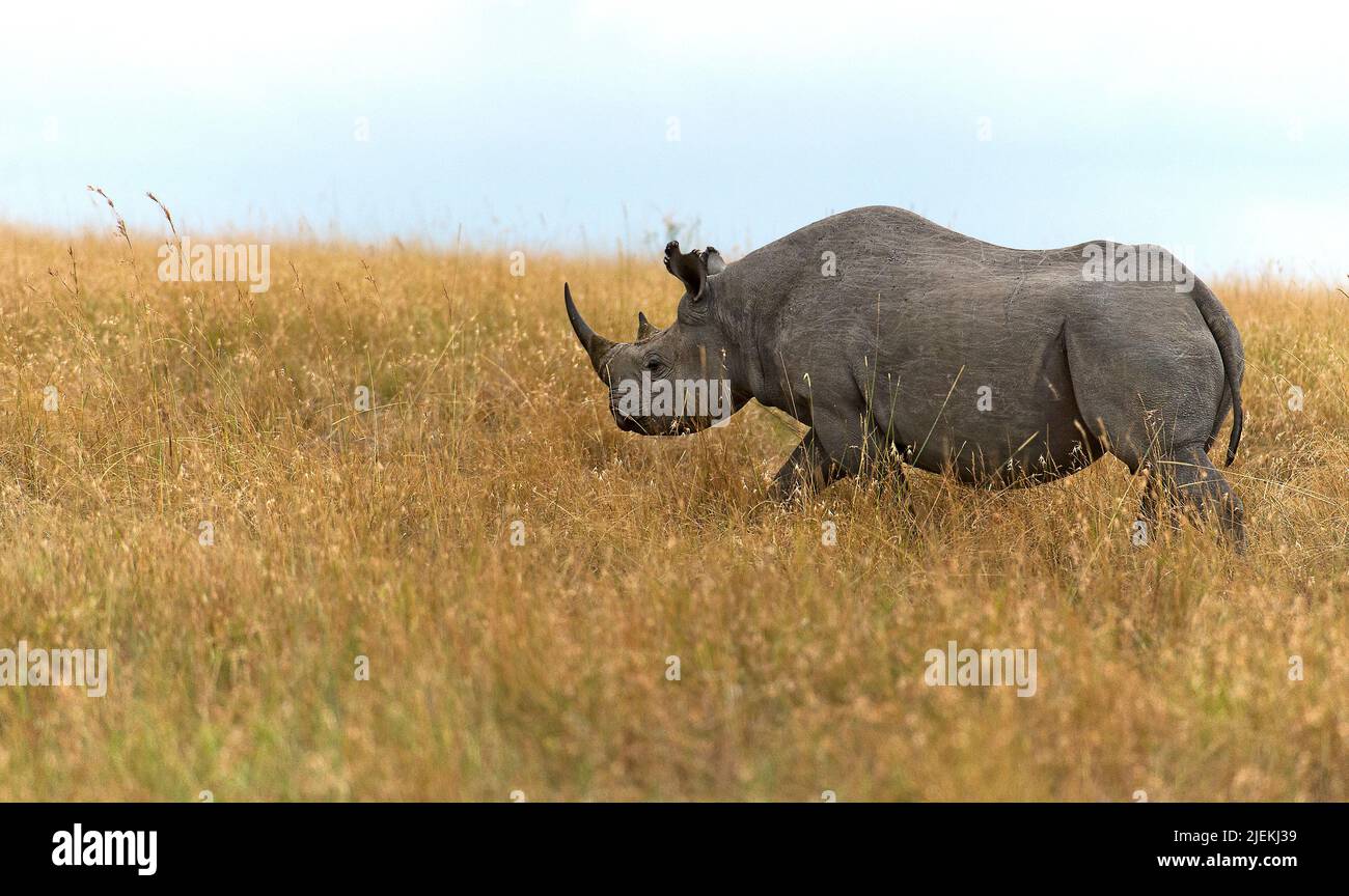 Krypskyting hi-res stock photography and images - Alamy