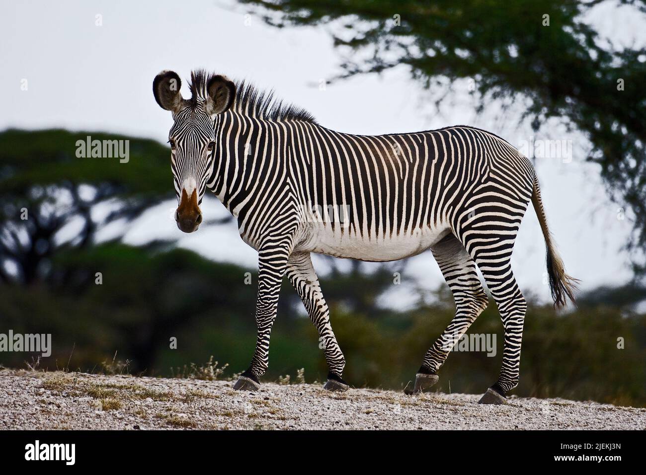 Truet dyreart hi-res stock photography and images - Alamy