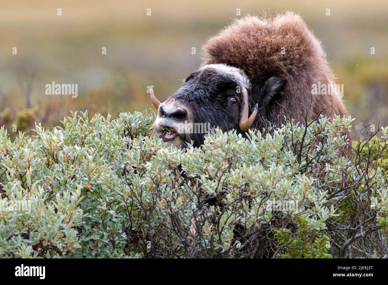 Male muskox (Ovibos moschatus) feeding on Salix at Dovrefjell, Norway ...
