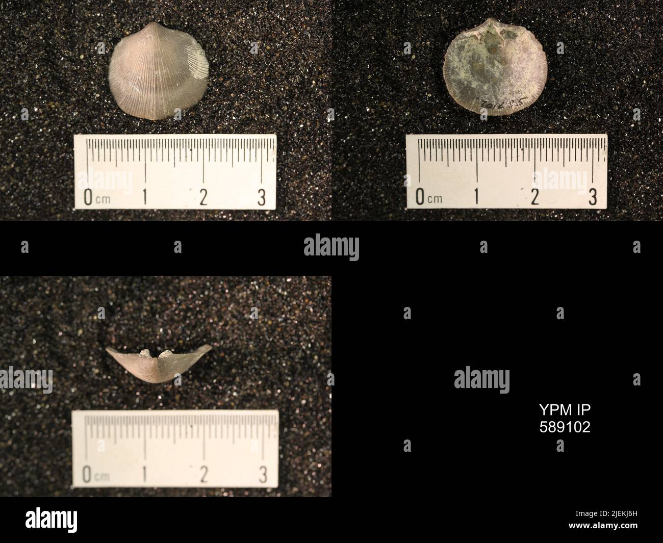 1827 animalia hi-res stock photography and images - Alamy