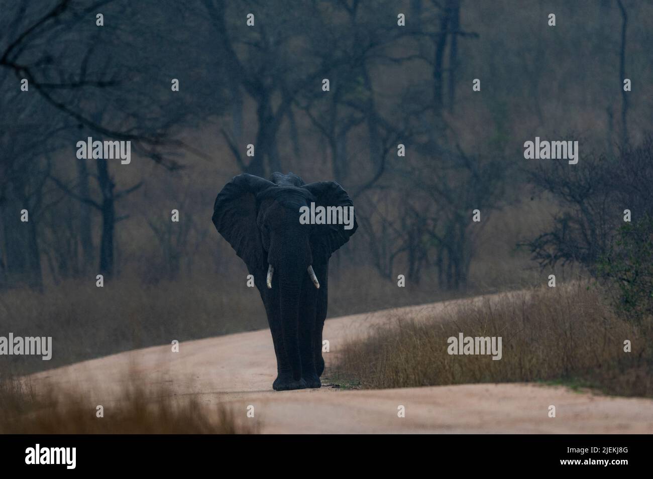 Ghost-elephant. Angry African elephant (Loxodonta africana) walking the ...