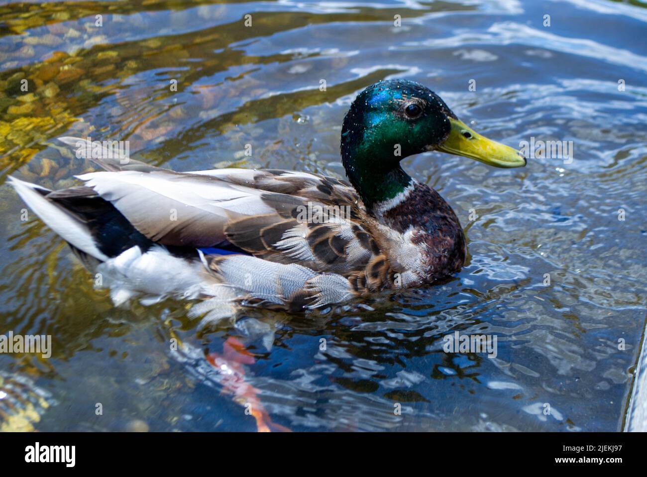 Image of an animal a wild drake and a duck sail on a pond Stock Photo ...