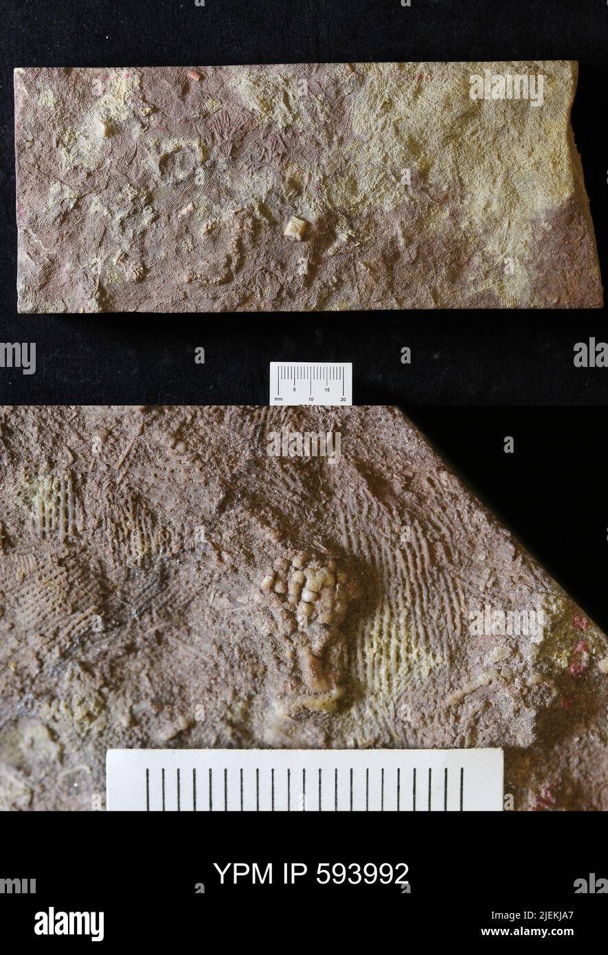 Phanocrinus sp animalia hi-res stock photography and images - Alamy