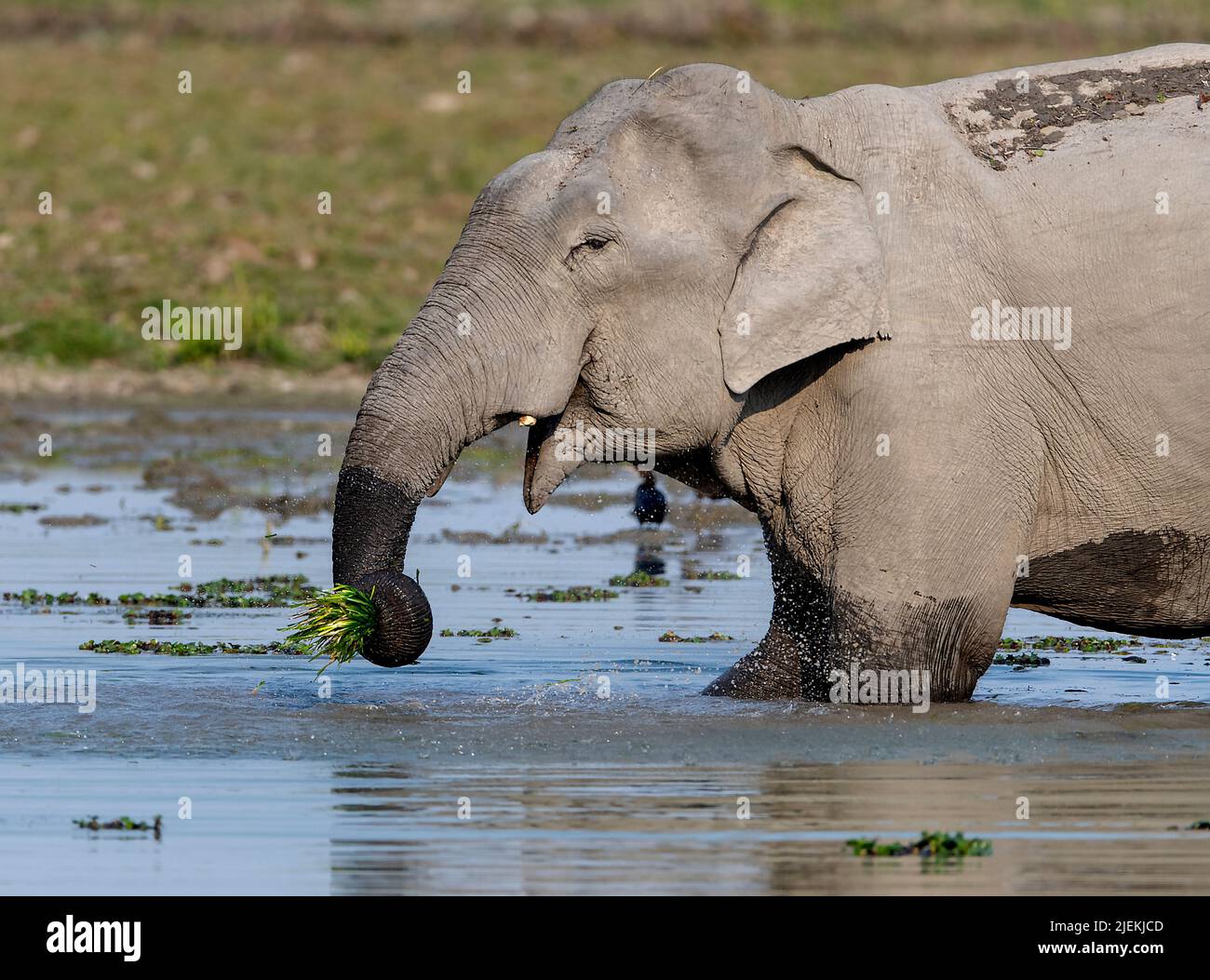Indian elephant (Elephas maximus indicus) in Kaziranga National Park ...