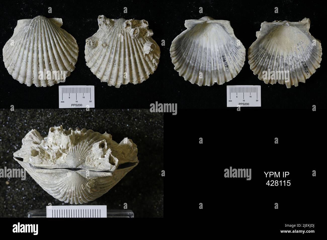 Argopecten hi-res stock photography and images - Alamy