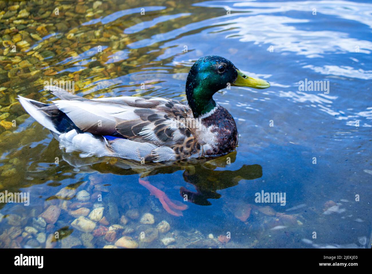 Blue drake muscovy duck hi-res stock photography and images - Alamy