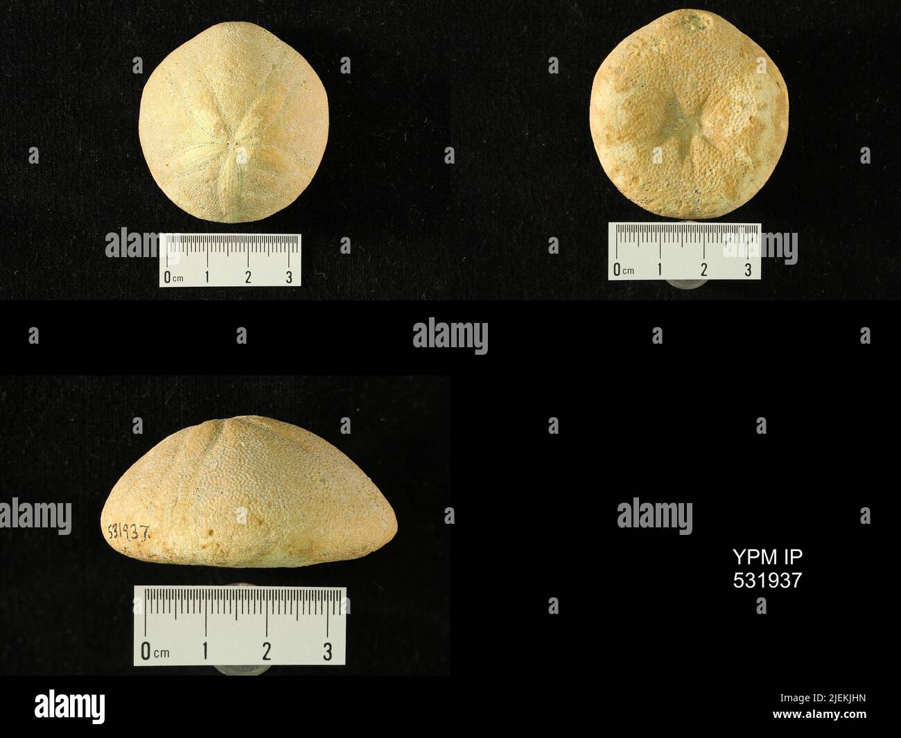 Echinolampas kleini (Goldfuss, 1829 Stock Photo - Alamy