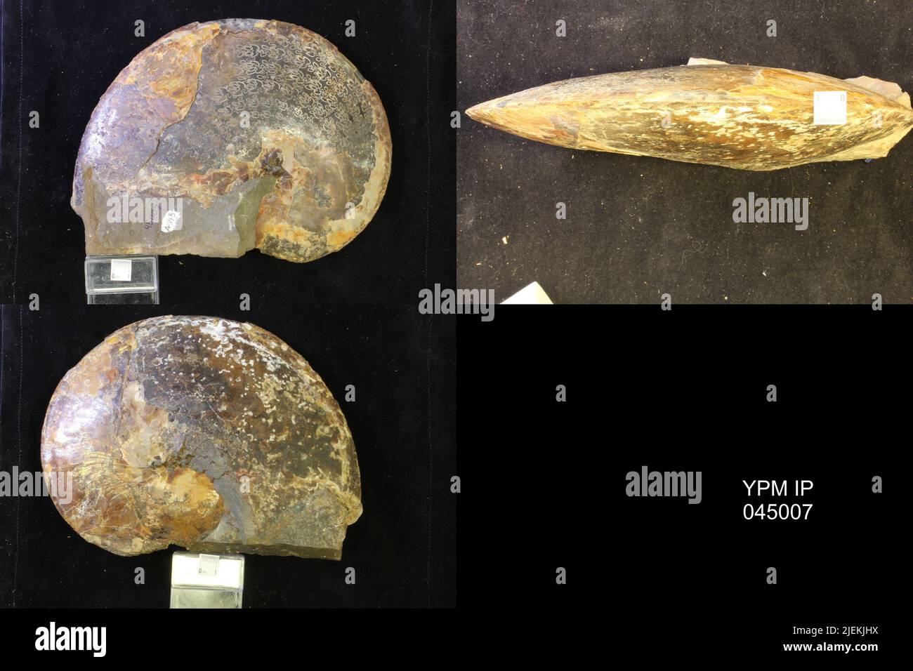 Sphenodiscus lenticularis (Owen Stock Photo - Alamy