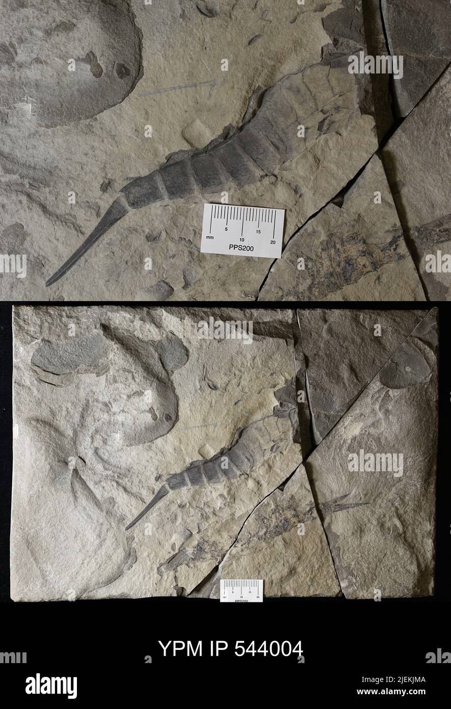 Eurypterus lacustris harlan animalia hi-res stock photography and ...