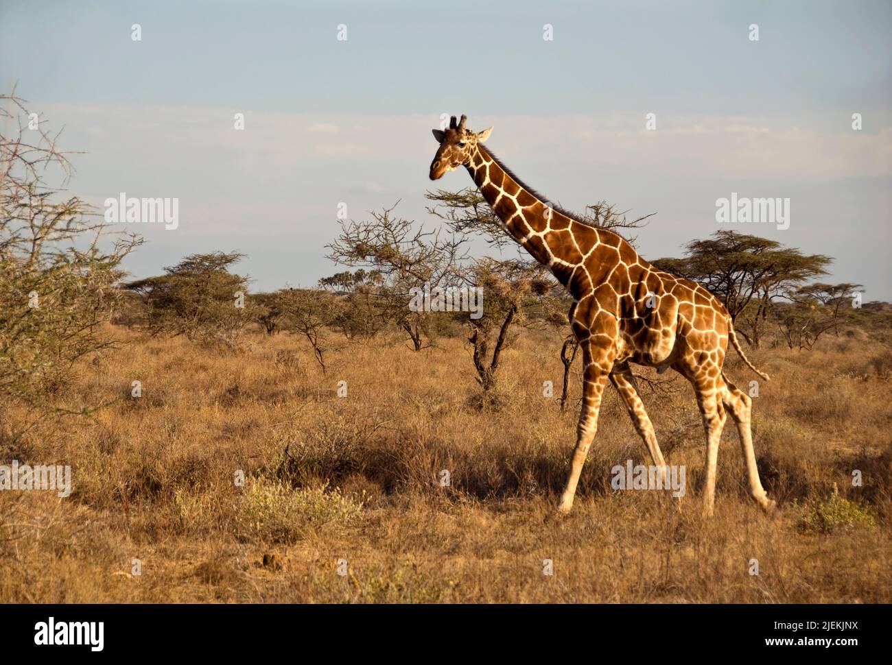Reticulated Giraffe, Giraffa camelopardalis reticulata, in Samburu ...