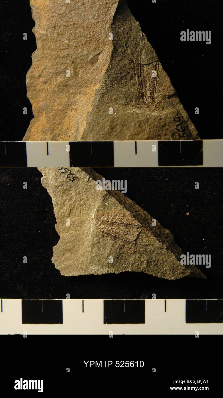 Undet conulariida animalia hi-res stock photography and images - Alamy