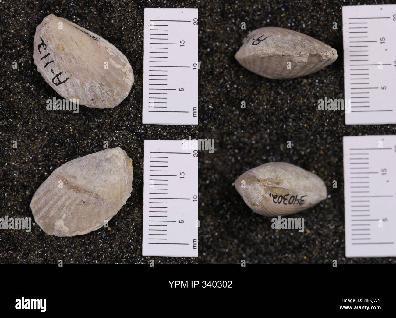 Lima sp hi-res stock photography and images - Alamy