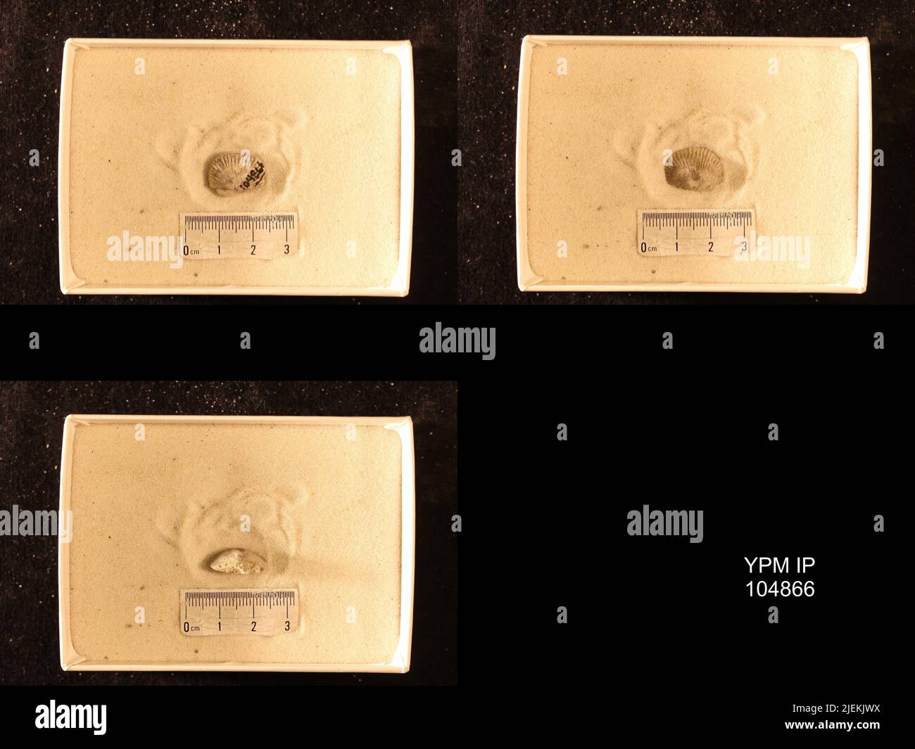 Orthis laurentina billings hi-res stock photography and images - Alamy