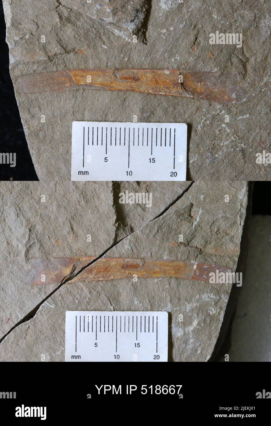 Sphenothallus sp animalia hi-res stock photography and images - Alamy