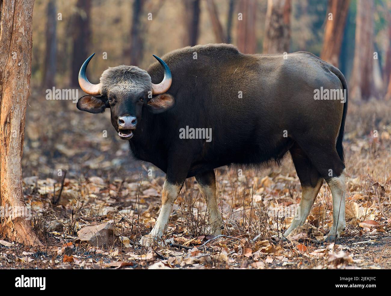 Gaur (Bos gaurus) from Tadoba NP, India Stock Photo - Alamy