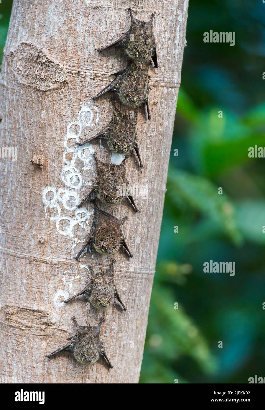 Proboscis bats (Rhynchonycteris naso) from Cristalino River, the Amazon ...