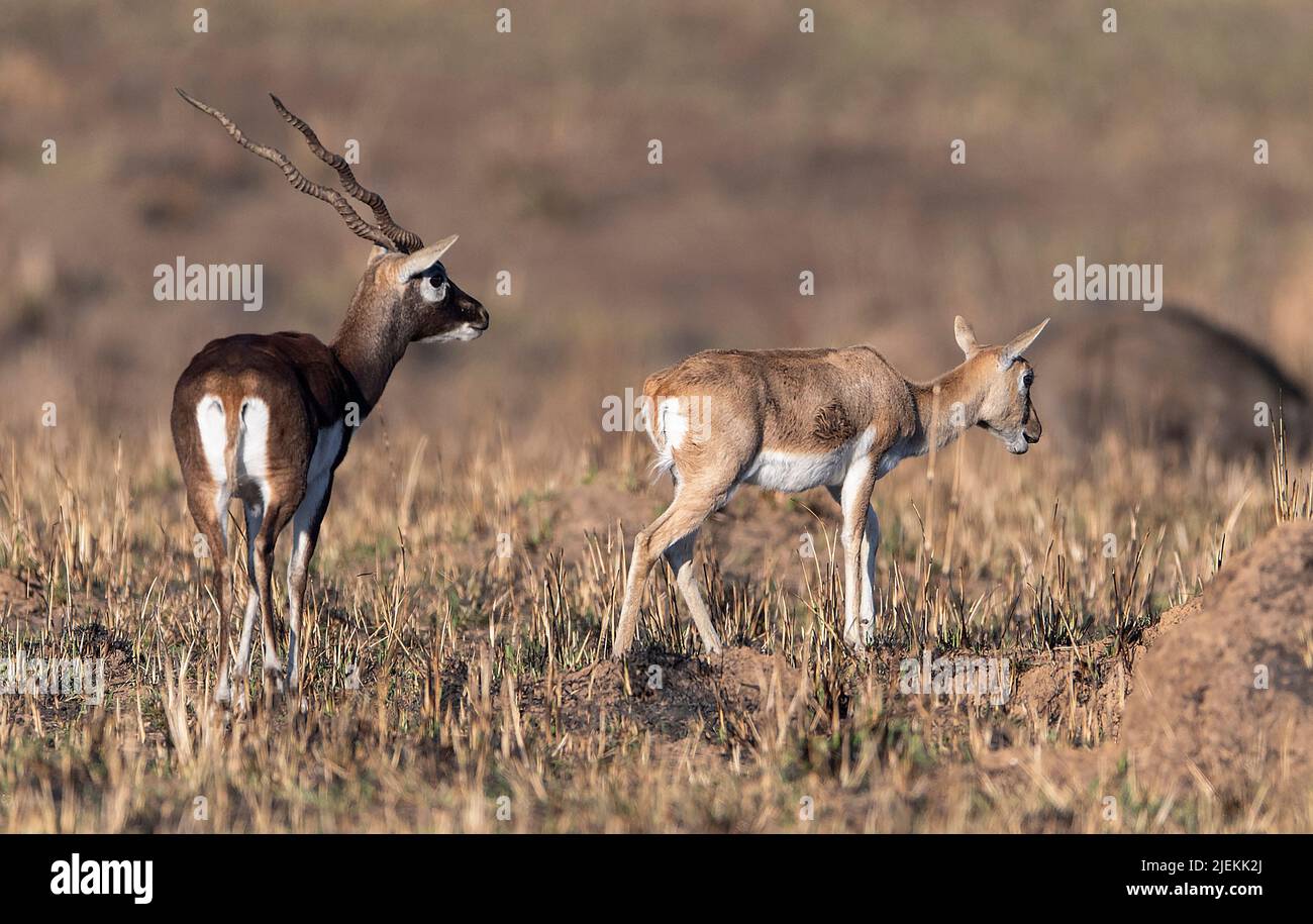 Pair of blackbuck (Antilope cervicapra) from Kanha National Park ...