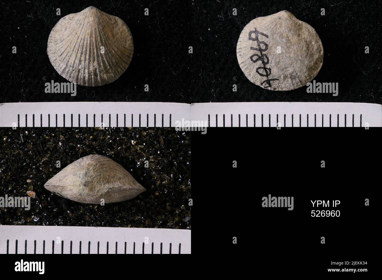 Dalmanella meeki (Miller, 1875 Stock Photo - Alamy