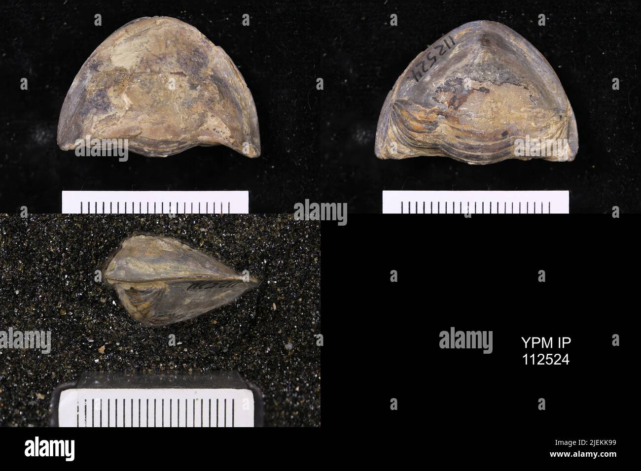 Isotelus maximus hi-res stock photography and images - Alamy