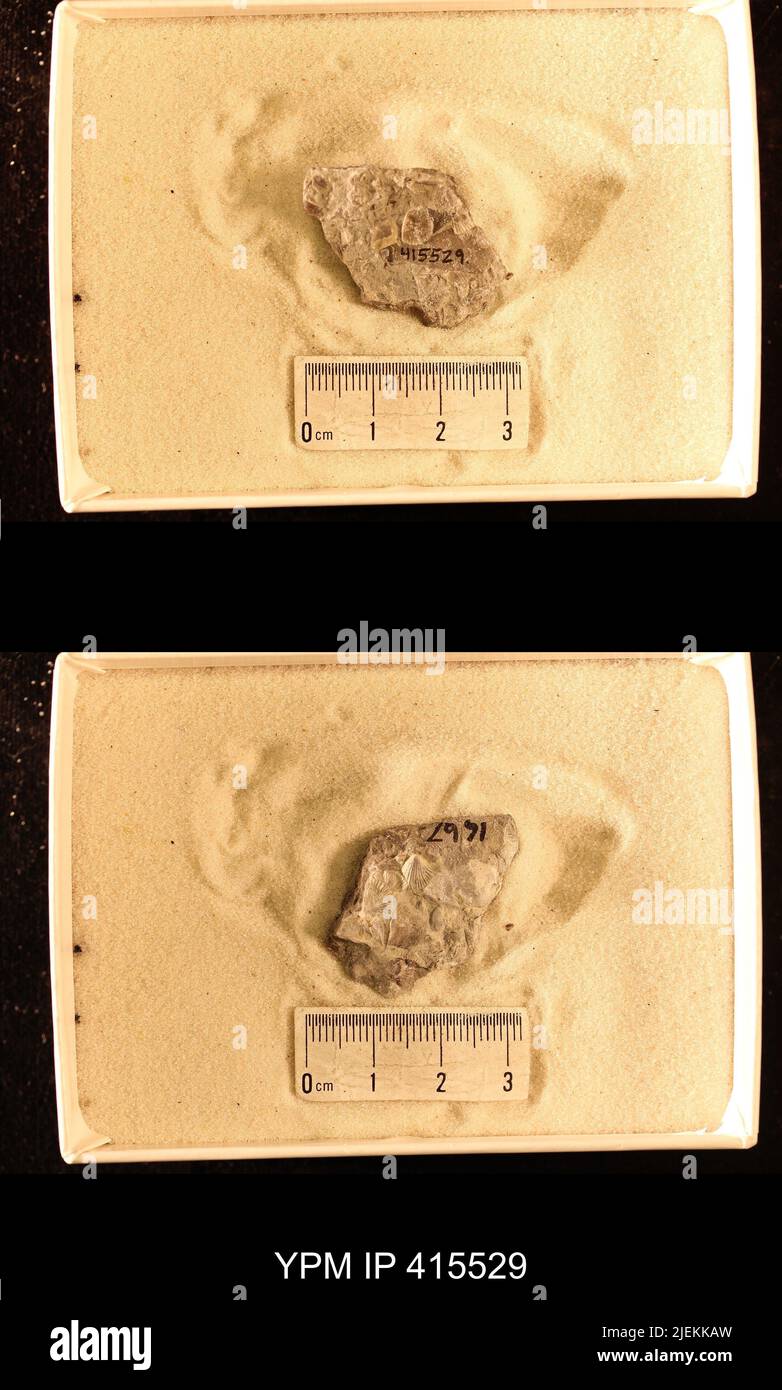 Dalmanella meeki (Miller, 1875 Stock Photo - Alamy