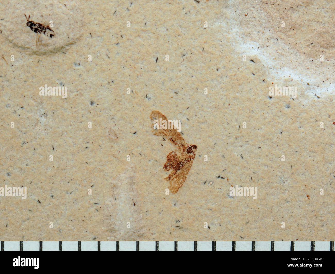 Undet auchenorrhyncha animalia hi-res stock photography and images - Alamy