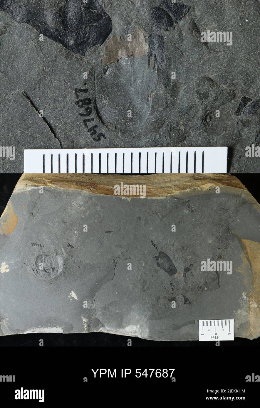 Classification of living organisms hi-res stock photography and images ...