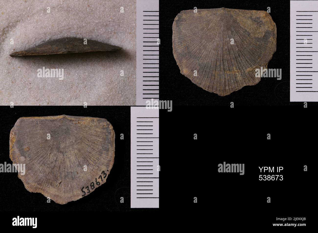 Rafinesquina alternata fracta meek hi-res stock photography and images ...