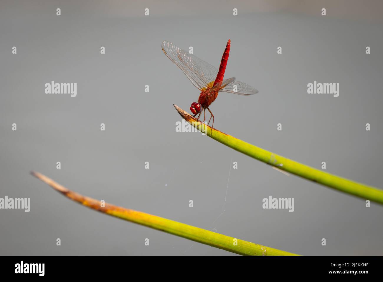 African dragonfly hi-res stock photography and images - Alamy