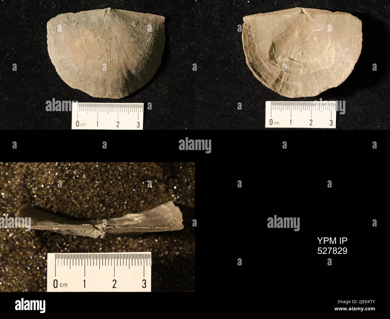 Rafinesquina alternata conrad hi-res stock photography and images - Alamy