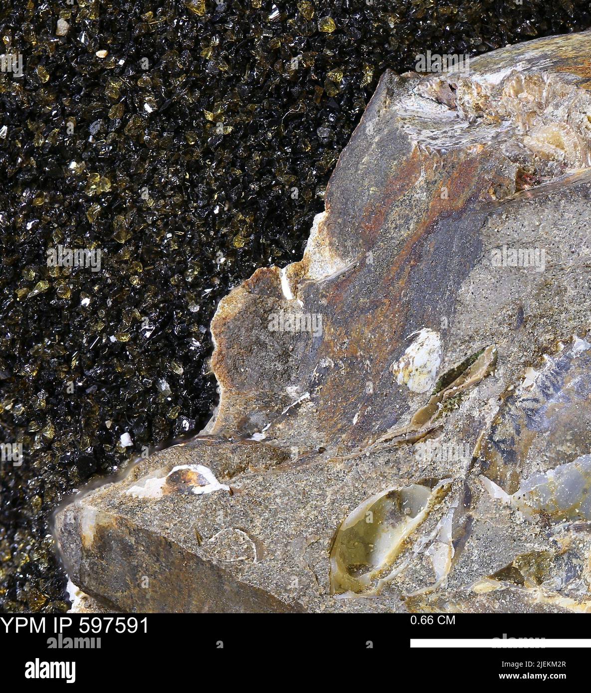 Undet animalia animalia animals hi-res stock photography and images - Alamy