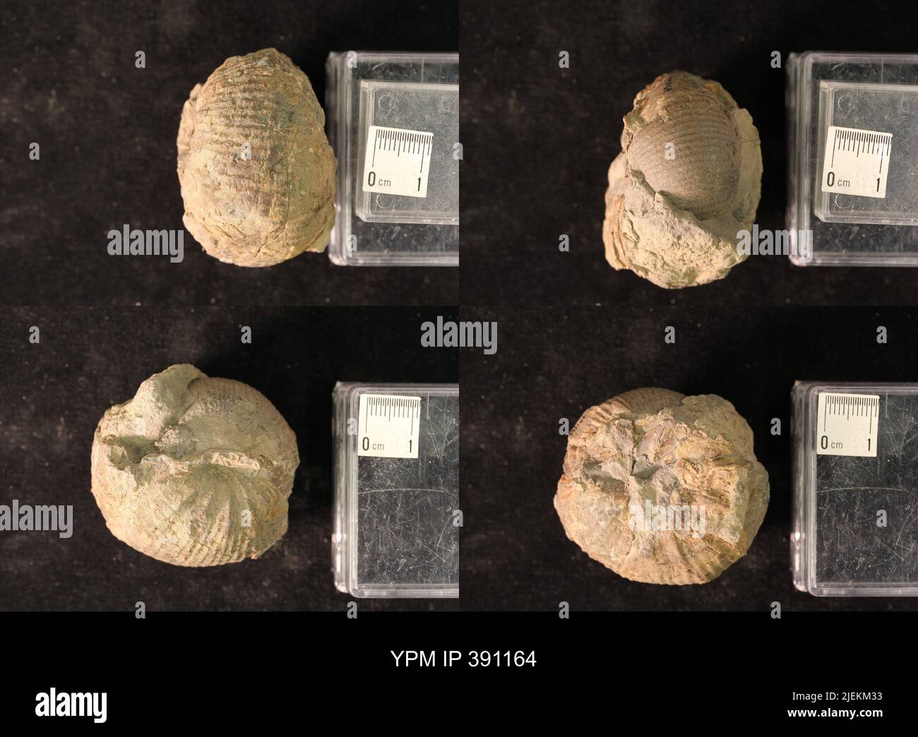 Scaphites ventricosus stantoni Reeside Stock Photo - Alamy
