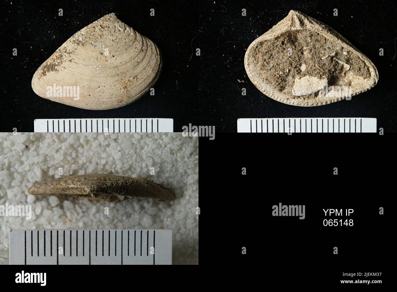 Astarte cuneiformis animalia hi-res stock photography and images - Alamy