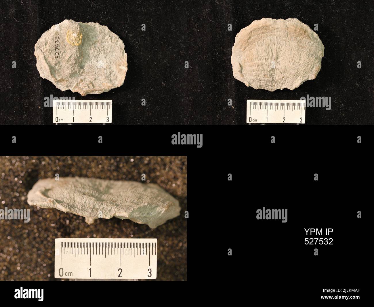 Pustula vittata hall hi-res stock photography and images - Alamy