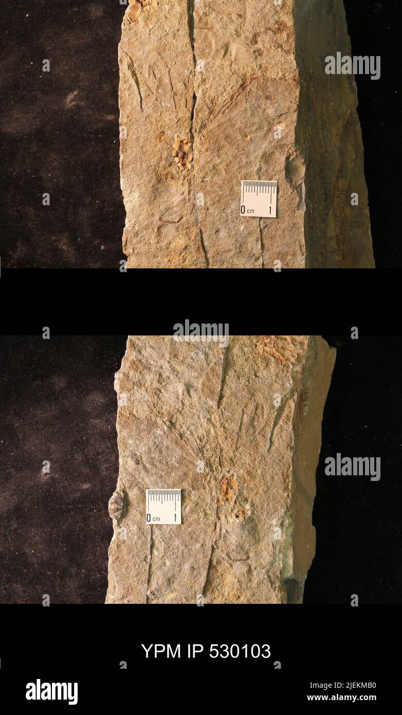 Gogia sp animalia hi-res stock photography and images - Alamy