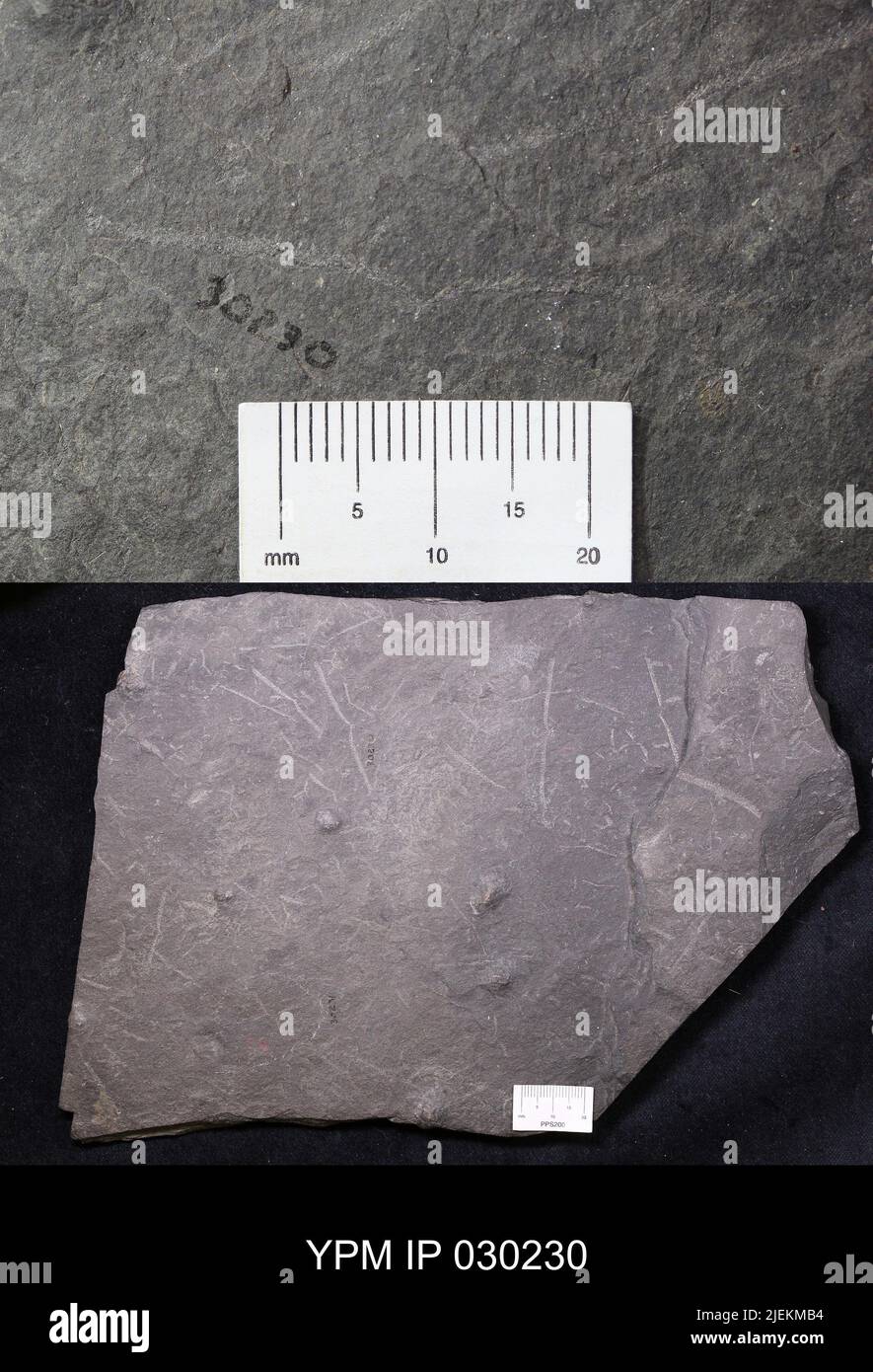 Didymograptus nitidus hall animalia hi-res stock photography and images ...