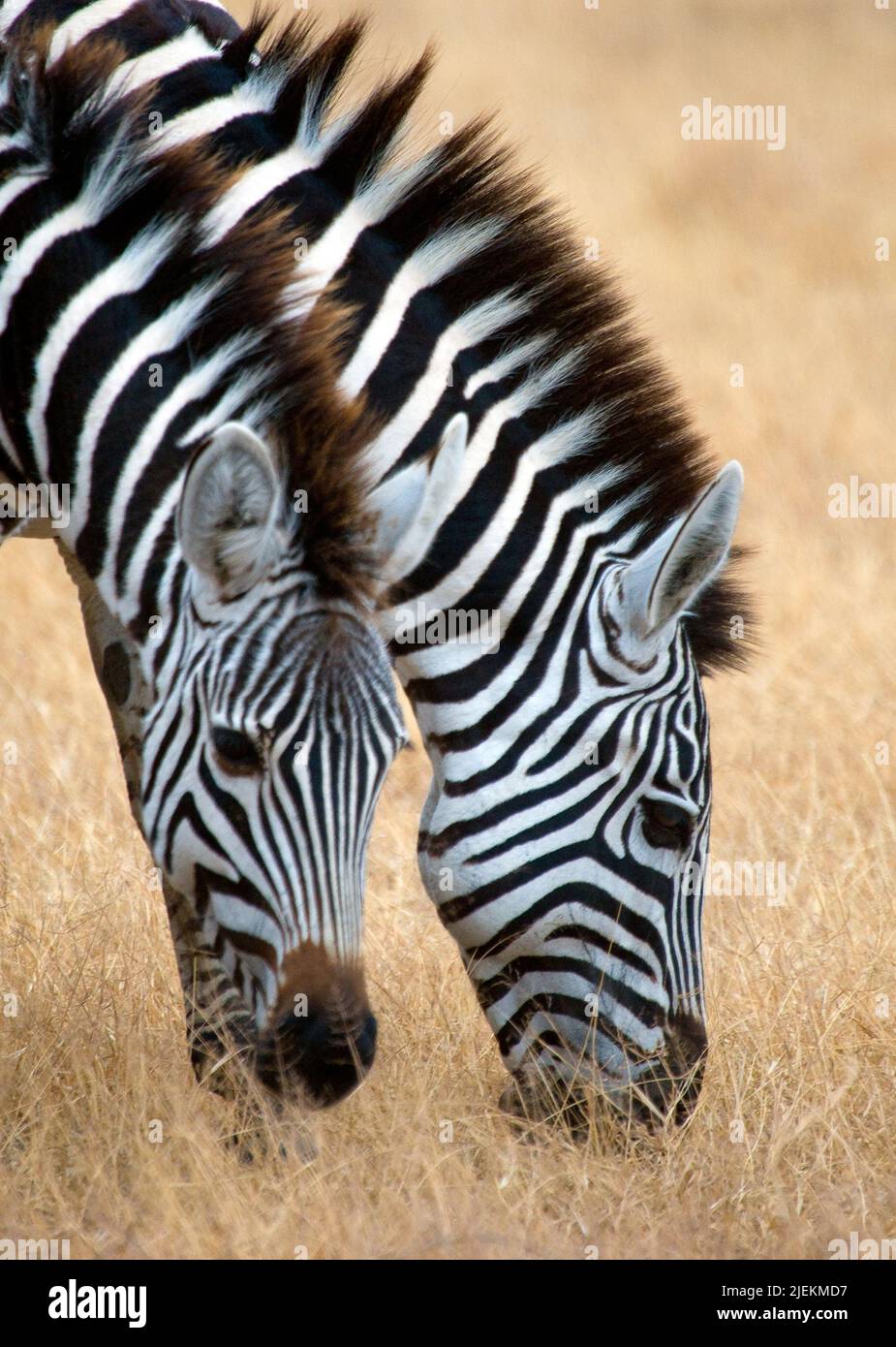 Two-headed Common Zebra (Equus quagga) grazing in Ngorongoro Crater ...