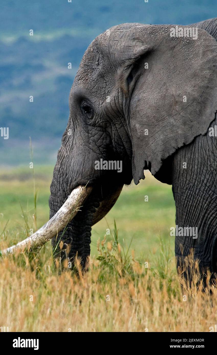 60-yeat old bull African Elephant (Loxodonta africana) in Ngorongoro ...