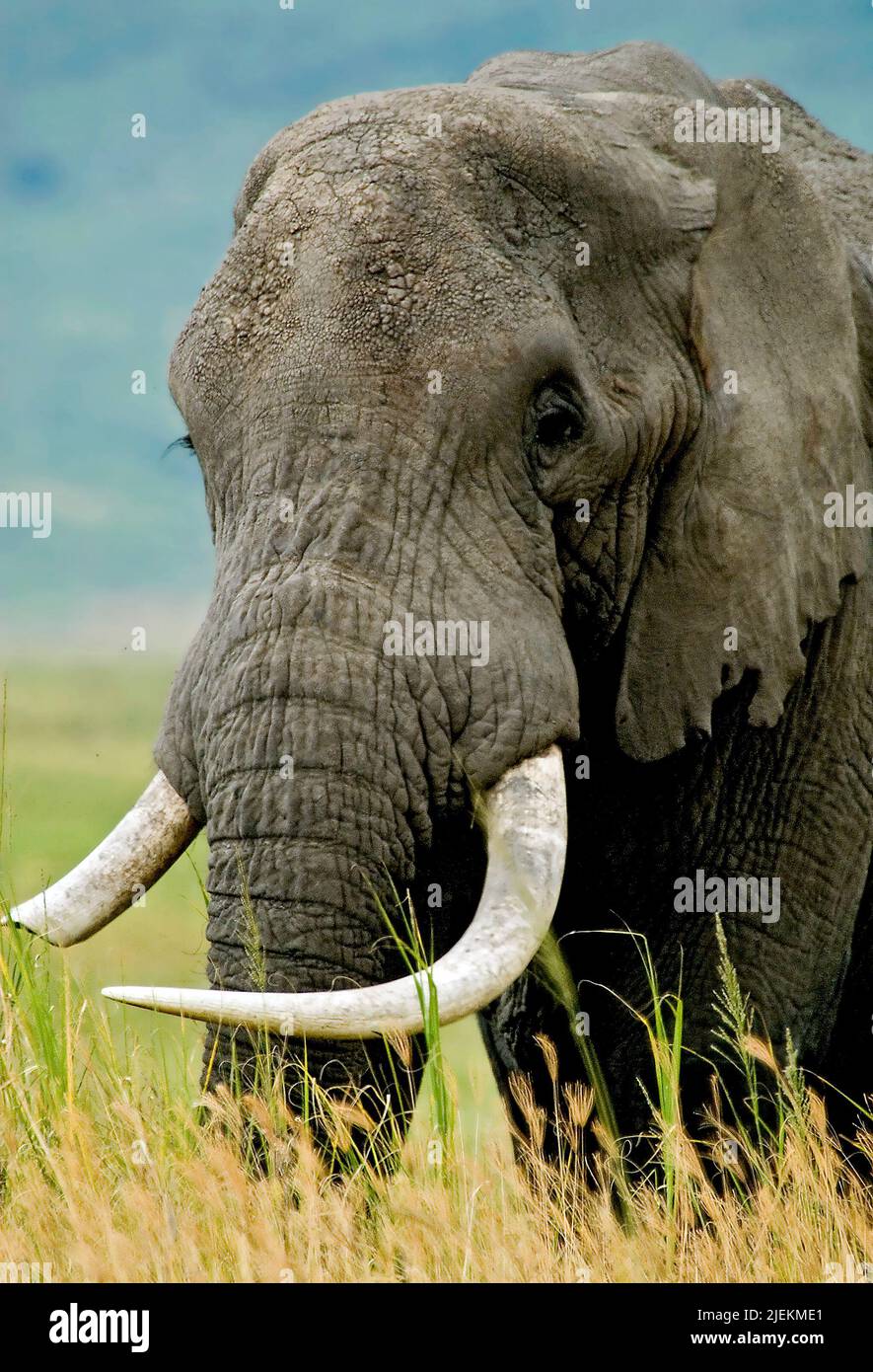60-yeat old bull African Elephant (Loxodonta africana) in Ngorongoro ...