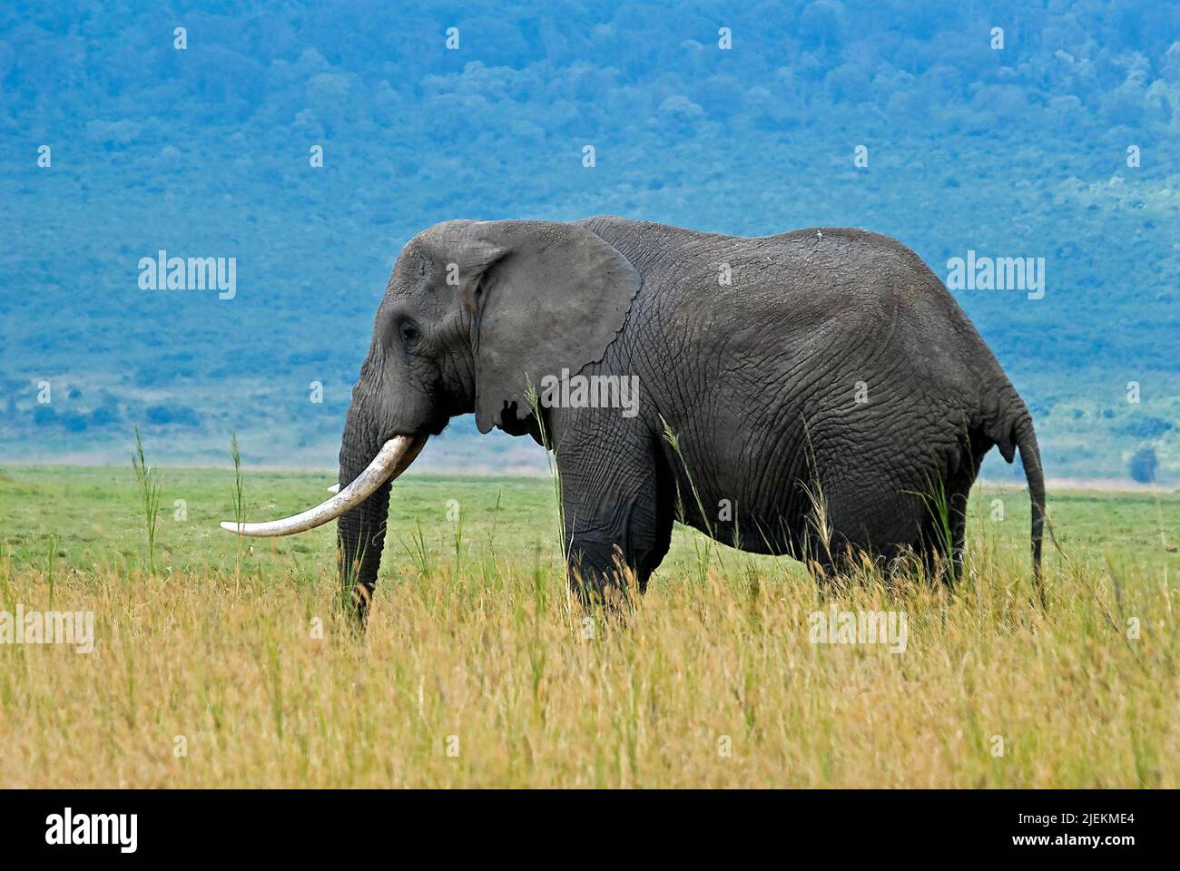 60-yeat old bull African Elephant (Loxodonta africana) in Ngorongoro ...