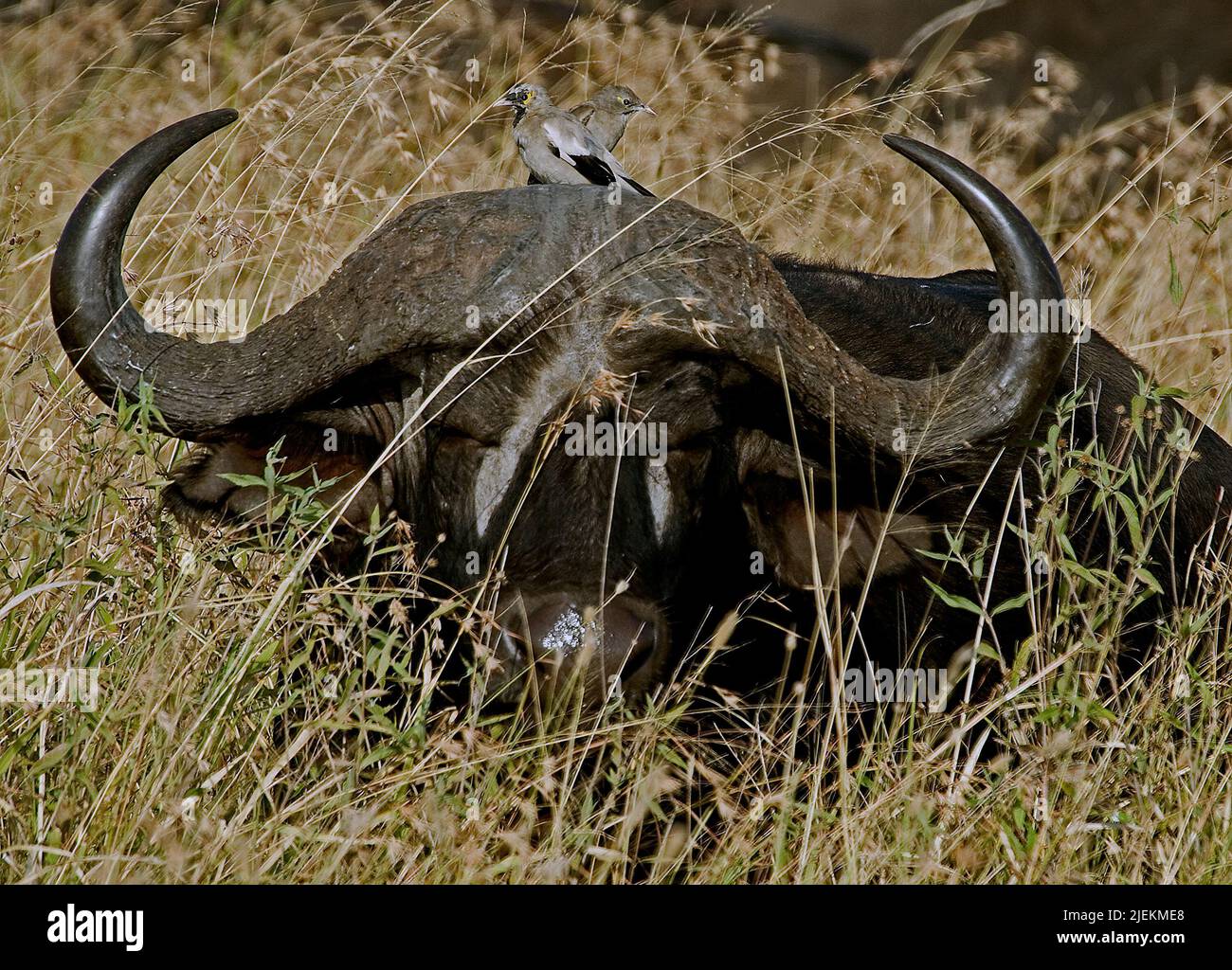 Kafferboffel hi-res stock photography and images - Alamy