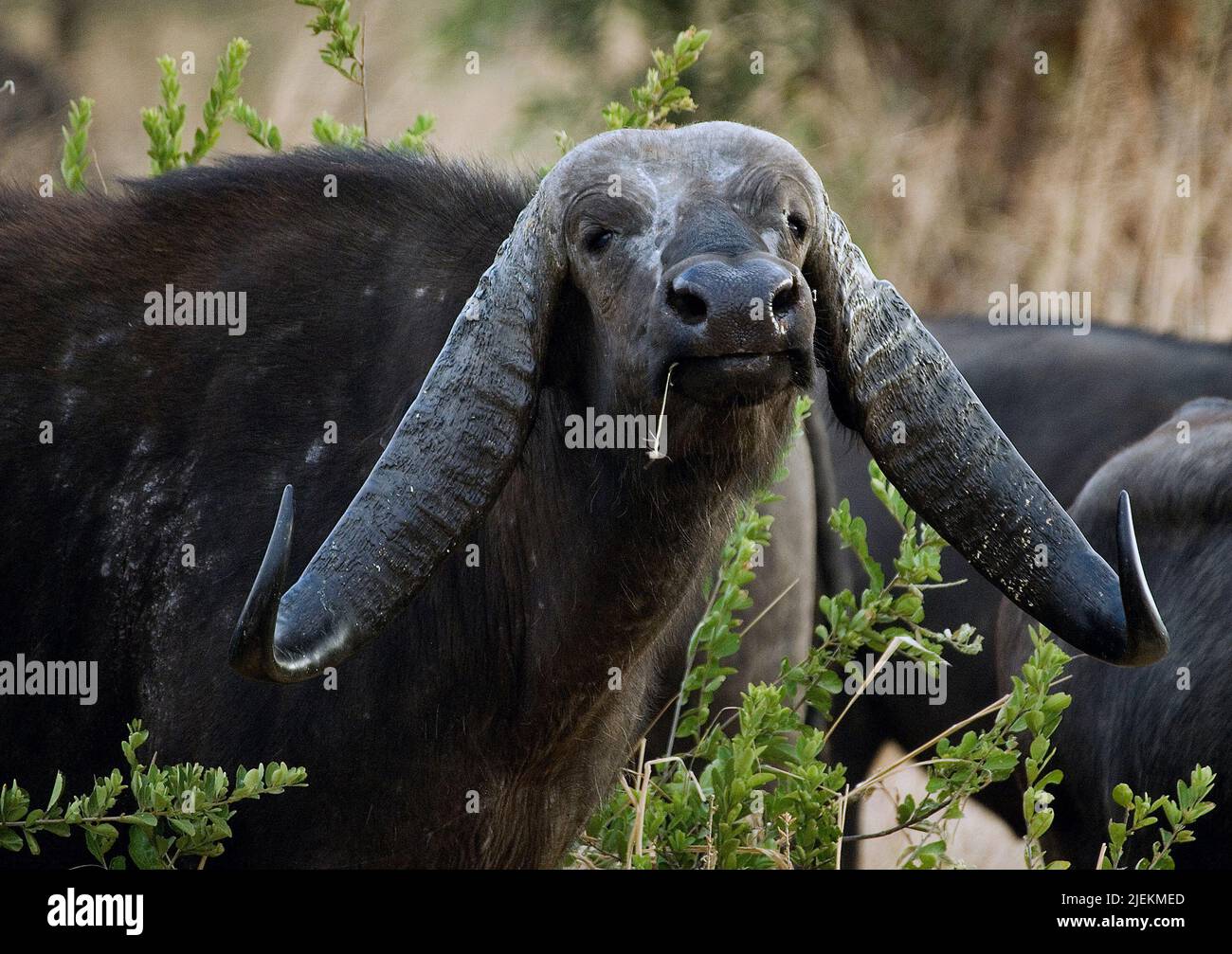 Genetic abnormality hi-res stock photography and images - Alamy