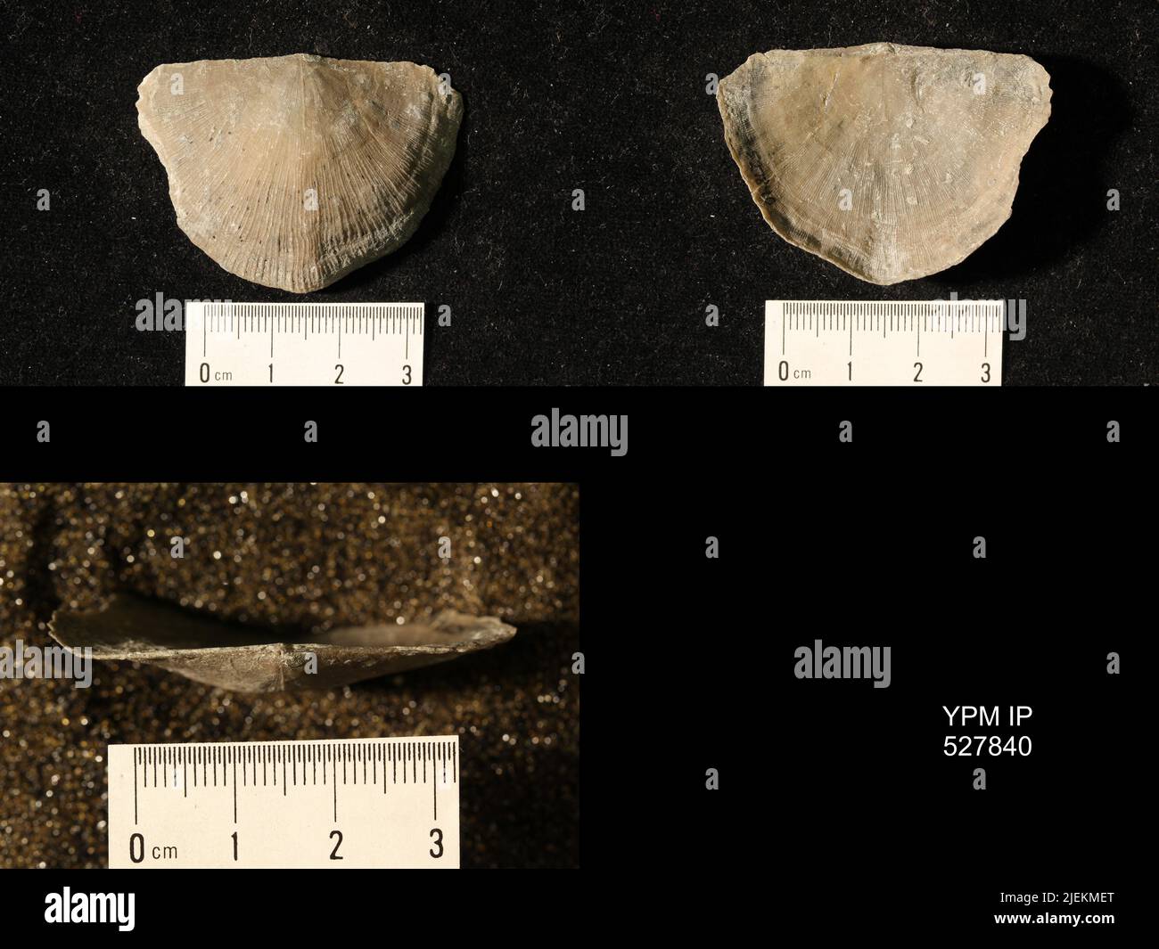 Rafinesquina alternata conrad hi-res stock photography and images - Alamy